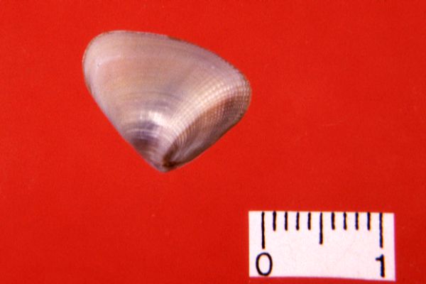 Donax semigranosus (Dunker)